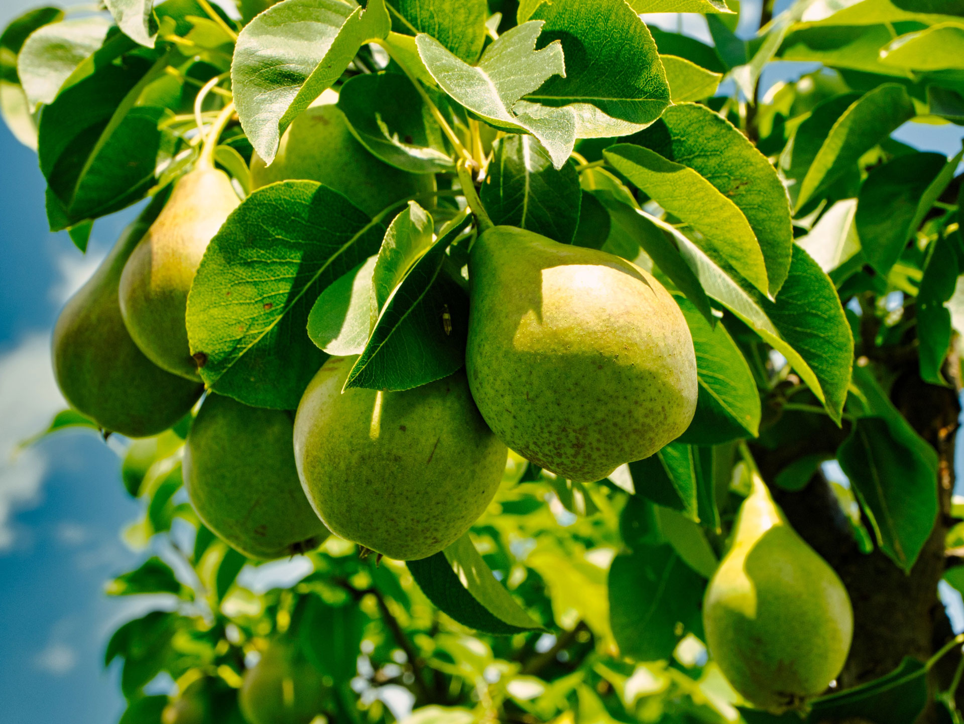 Lundsgaard Frugt - Gasa Nord Grønt