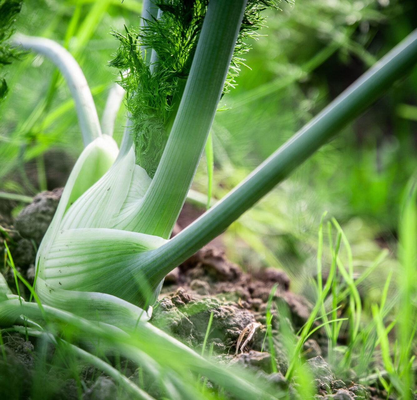 Fennikel - Gasa Nord Grønt